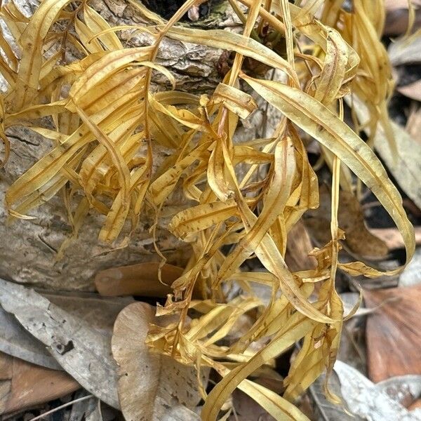 Cycas Petrae Plant Care & How to Grow, Water