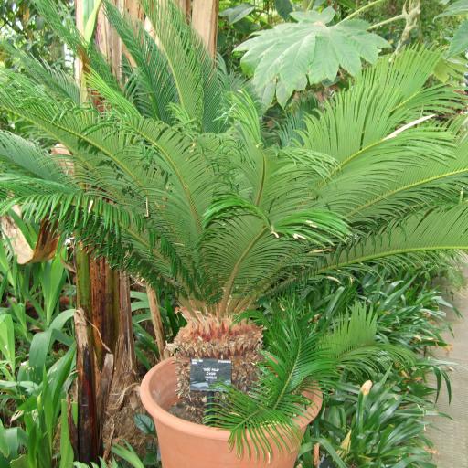 Sago Palm (Cycas Revoluta) Plant Care & How to Grow, Water
