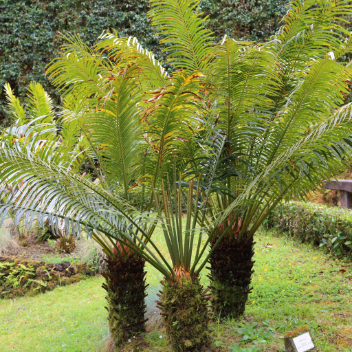 Queen Sago (Cycas Rumphii) Plant Care & How to Grow, Water
