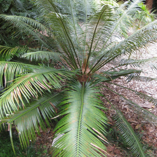 Queen Sago-Palm (Cycas Seemannii) Care Guide: Water, Soil & Propagation ...