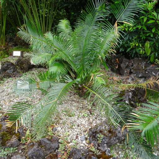 Cycas Sexseminifera Care Guide: Water, Soil & Propagation - Plantiary