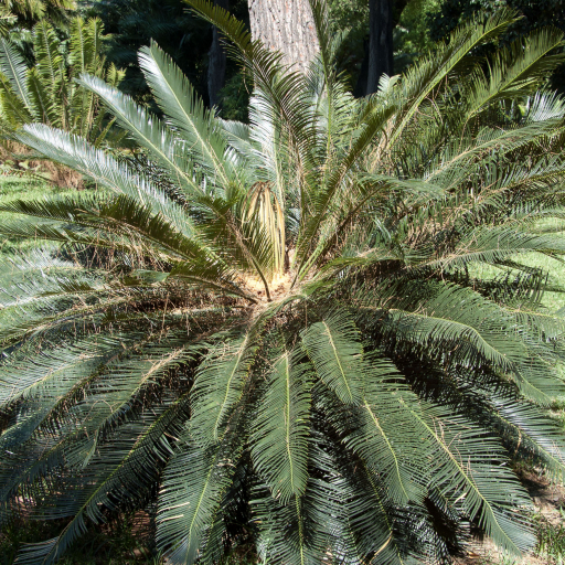 Cycad (Cycas Taiwaniana) Plant Care & How to Grow, Water