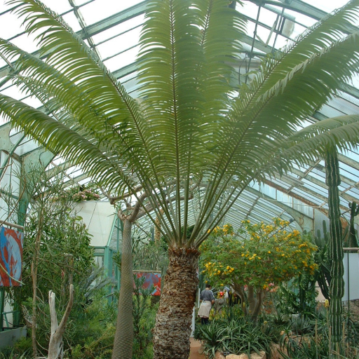 Widgeongrass (Ruppia Maritima) Plant Care & How to Grow, Water