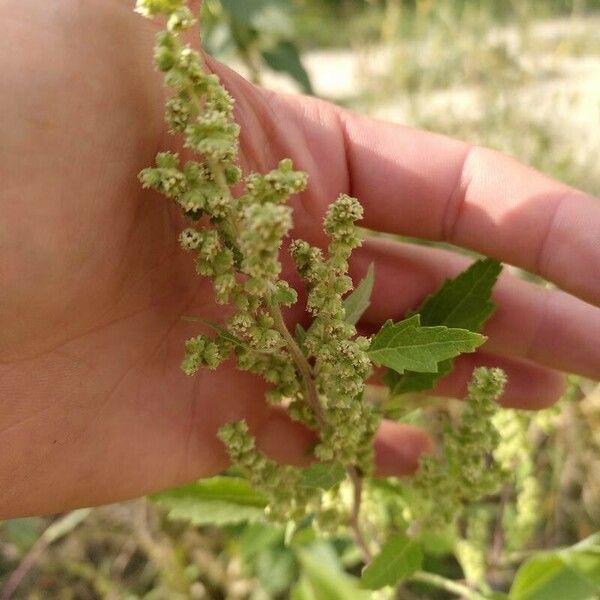 Marsh-elder (Cyclachaena Xanthiifolia) Plant Care & How to Grow, Water