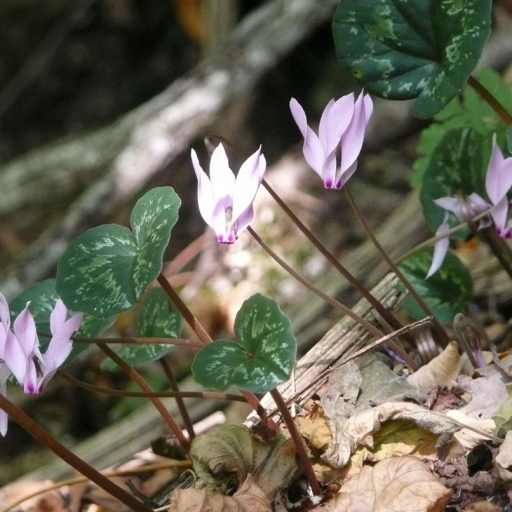 Cilician Cyclamen (Cyclamen Cilicium) Plant Care & How to Grow, Water
