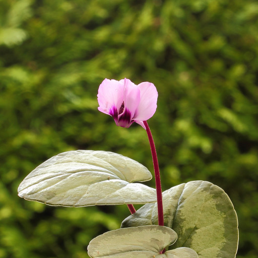 Eastern Sowbread (Cyclamen Coum) Plant Care & How to Grow, Water