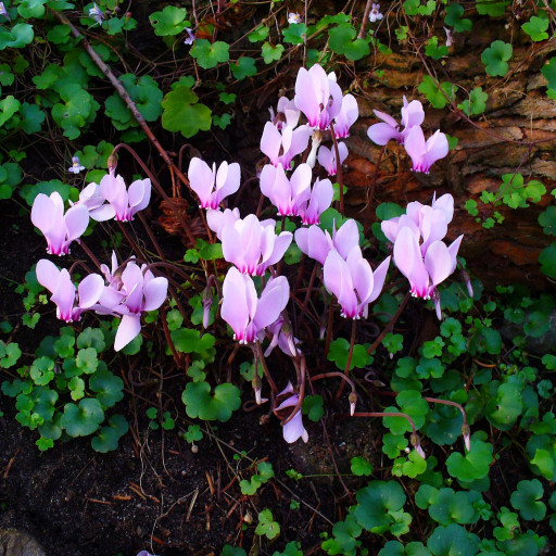 Cyclamen (Cyclamen Hederifolium) Plant Care & How to Grow, Water