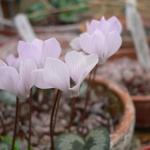 Cyclamen Intaminatum Care Guide: Water, Soil & Propagation - Plantiary
