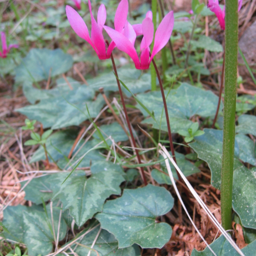 Spring Sowbread (Cyclamen Repandum) Care Guide: Water, Soil ...