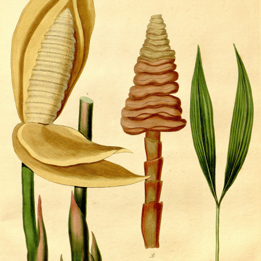 Split-Leaf Cyclanthus (Cyclanthus Bipartitus) Plant Care & How to Grow ...