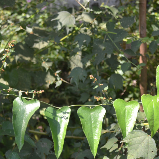 Cyclea Peltata Care Guide: Water, Soil & Propagation - Plantiary