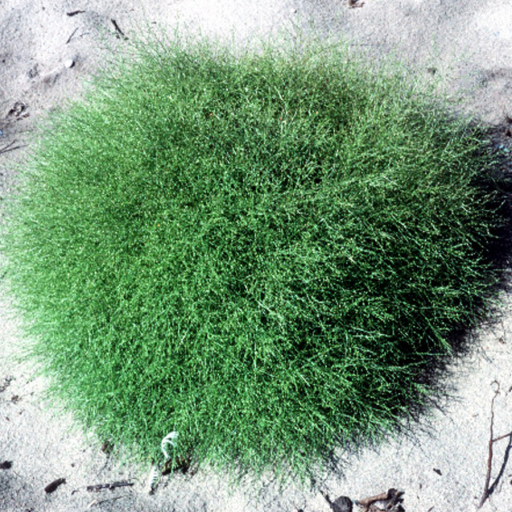 Tumbling Ring Wing (Cycloloma Atriplicifolium) Care Guide: Water, Soil ...