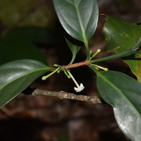 Cyclophyllum Cardiocarpum Plant Care & How to Grow, Water