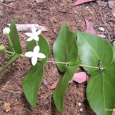 Cyclophyllum Sagittatum Care Guide: Water, Soil & Propagation - Plantiary
