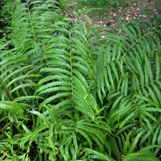 Cyclosorus Interruptus Plant Care & How to Grow, Water