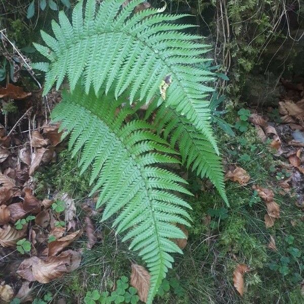Pozo's Marsh Fern (Cyclosorus Pozoi) Care Guide: Water, Soil ...
