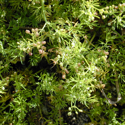 Marsh Parsley (Cyclospermum Leptophyllum) Plant Care & How to Grow, Water