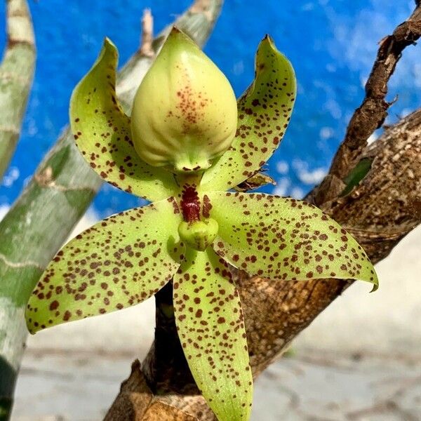 Orchid (Cycnoches Egertonianum) Plant Care & How to Grow, Water