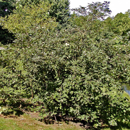 Quince (Cydonia Oblonga) Plant Care & How to Grow, Water