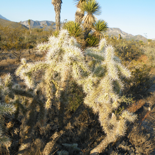 Sheathed Cholla (Cylindropuntia Tunicata) Plant Care & How to Grow, Water