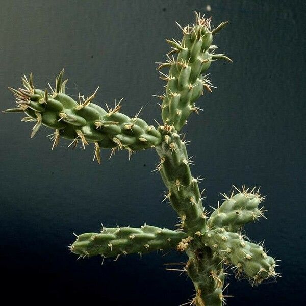 Santa Fe Cholla (Cylindropuntia × Viridiflora) Care Guide: Water, Soil ...