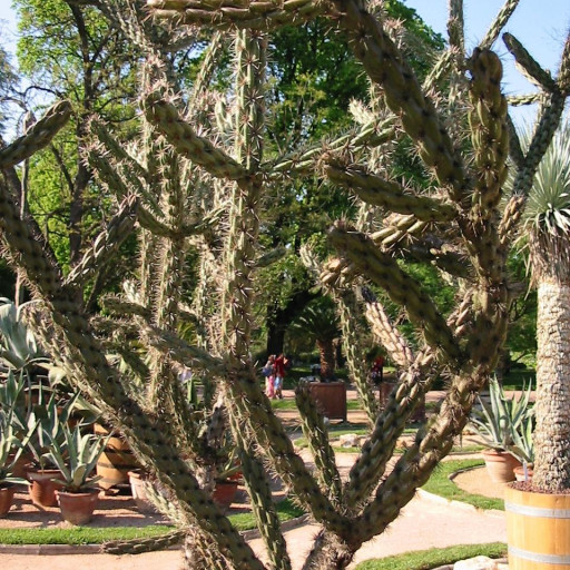 Chollas (Cylindropuntia) Care Guide: Water, Soil & Propagation - Plantiary
