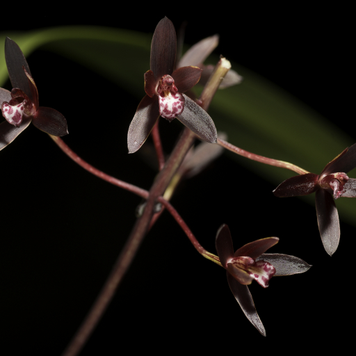 Cymbidium Canaliculatum Plant Care & How to Grow, Water