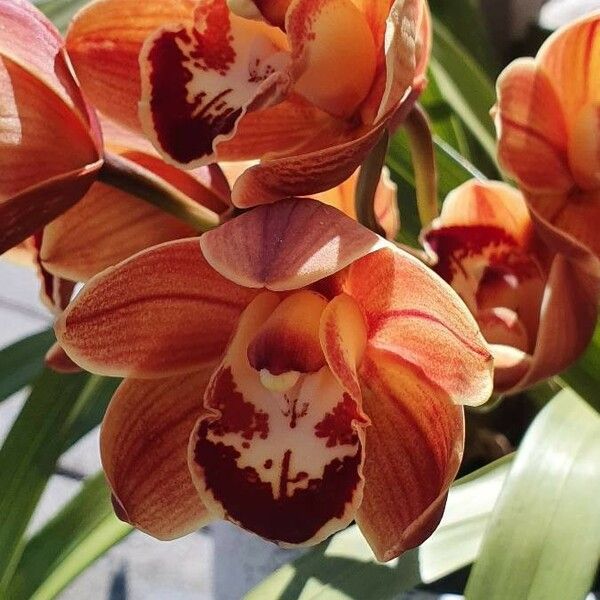 Orchid (Cymbidium Devonianum) Care Guide: Water, Soil & Propagation ...