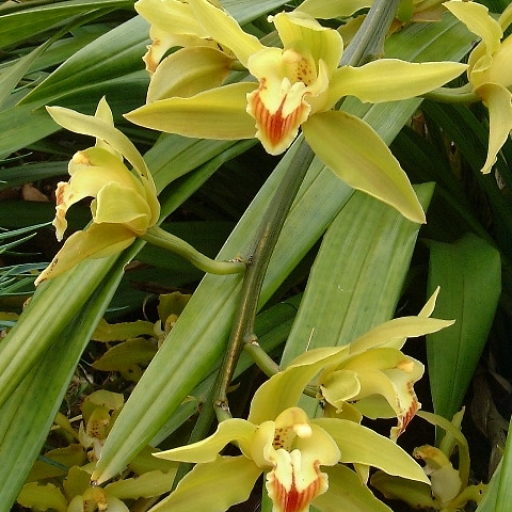 Low's Boat Orchid (Cymbidium Lowianum) Plant Care & How to Grow, Water