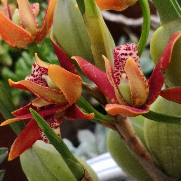 Chinese Cymbidium (Cymbidium Sinense) Plant Care & How to Grow, Water