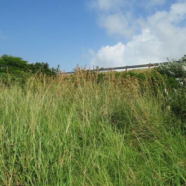 Broad-Leaved Turpentine Grass (Cymbopogon Caesius) Plant Care & How to ...