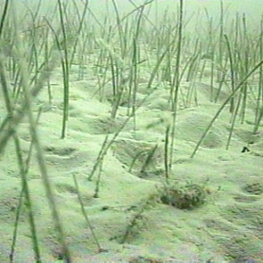 Slender Seagrass (Cymodocea Nodosa) Plant Care & How to Grow, Water