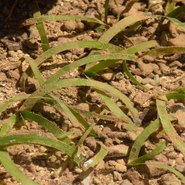 Clump Seagrass (Cymodocea Serrulata) Care Guide: Water, Soil ...