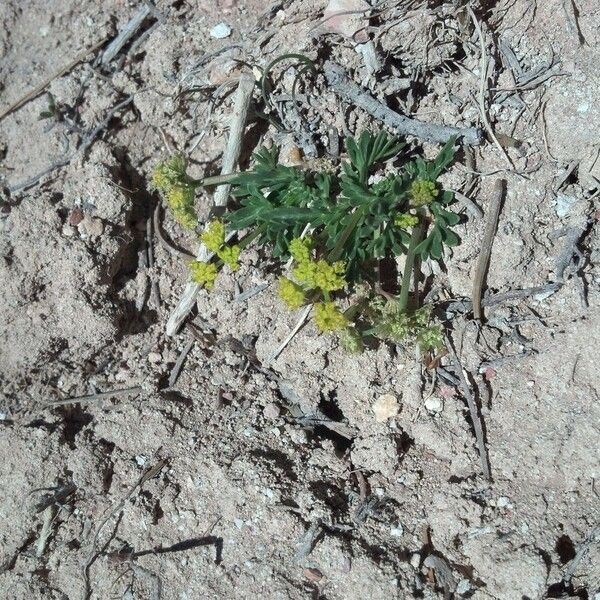 Alpine Oreoxis (Cymopterus Alpinus) Plant Care & How to Grow, Water