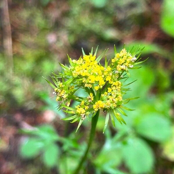 Lemmon's Spring-Parsley (Cymopterus Lemmonii) Care Guide: Water, Soil ...