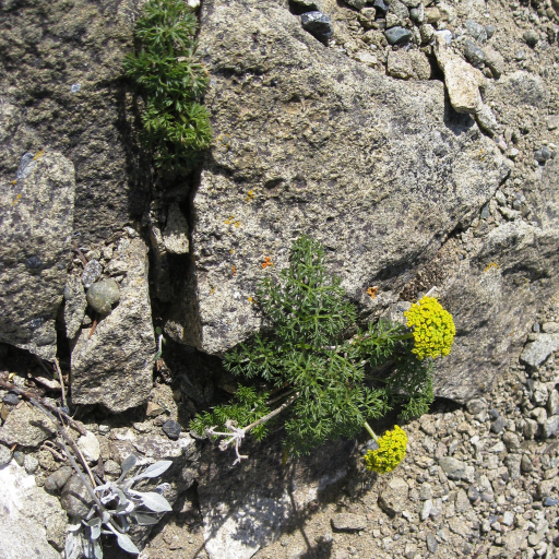 Turpentine Wavewing (Cymopterus Terebinthinus) Care Guide: Water, Soil ...