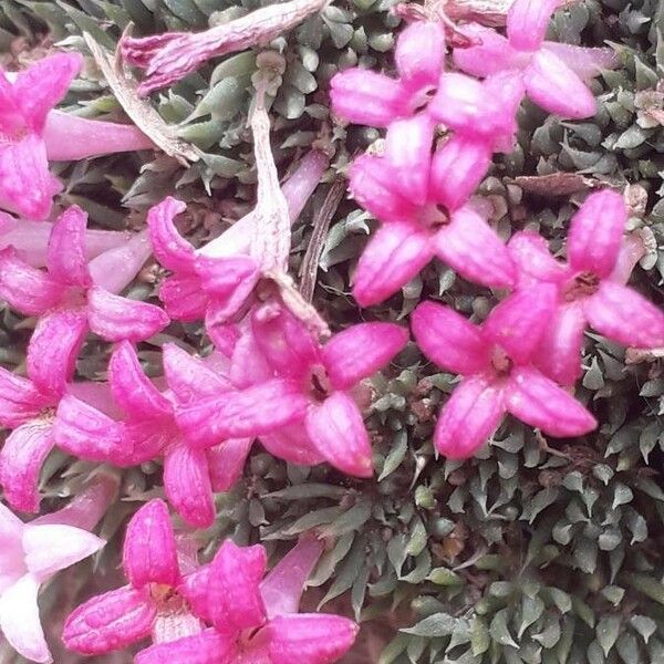 Cynanchica Nitida Plant Care & How to Grow, Water