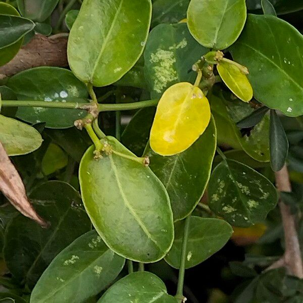 Monkey-Rope (Cynanchum Ellipticum) Plant Care & How to Grow, Water