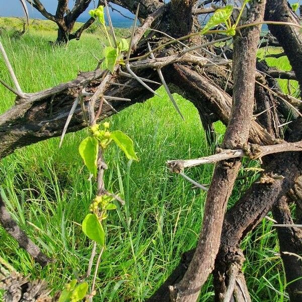 African Heartvine (Cynanchum Insipidum) Plant Care & How to Grow, Water