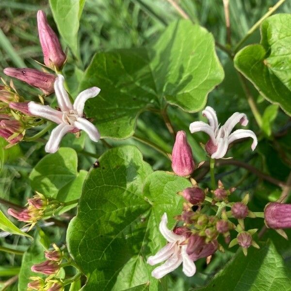 Mexican Swallow-wort (Cynanchum Ligulatum) Plant Care & How to Grow, Water