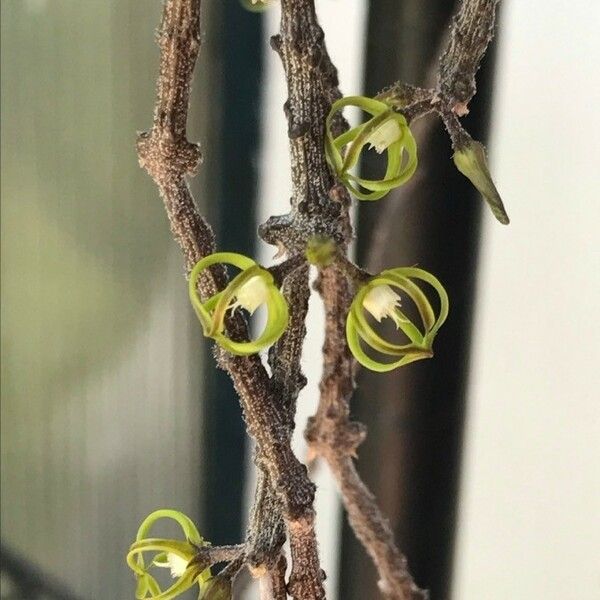 Stick (Cynanchum Marnierianum) Plant Care & How to Grow, Water