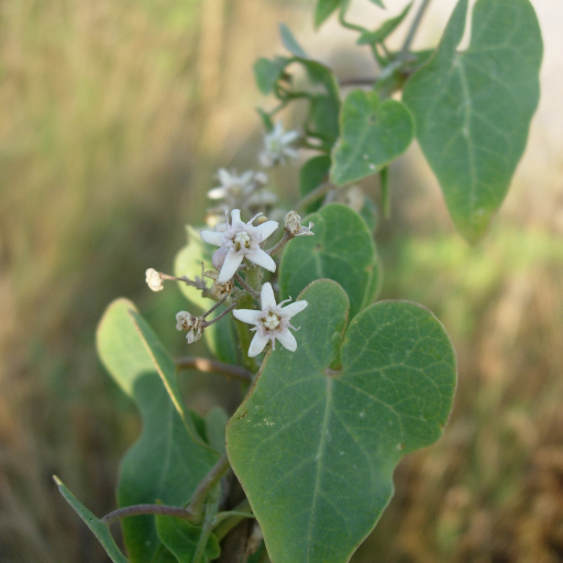 Cynanchum Ovalifolium Plant Care & How to Grow, Water