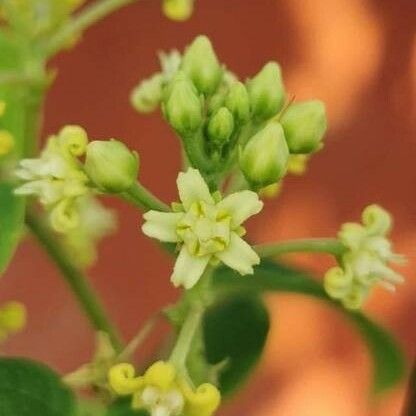 Talayote (Cynanchum Racemosum) Plant Care & How to Grow, Water