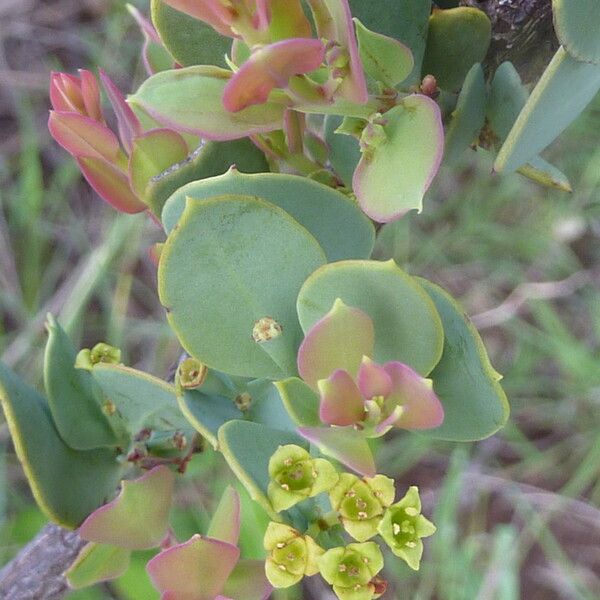 Cynanchum Revoilii Plant Care & How to Grow, Water