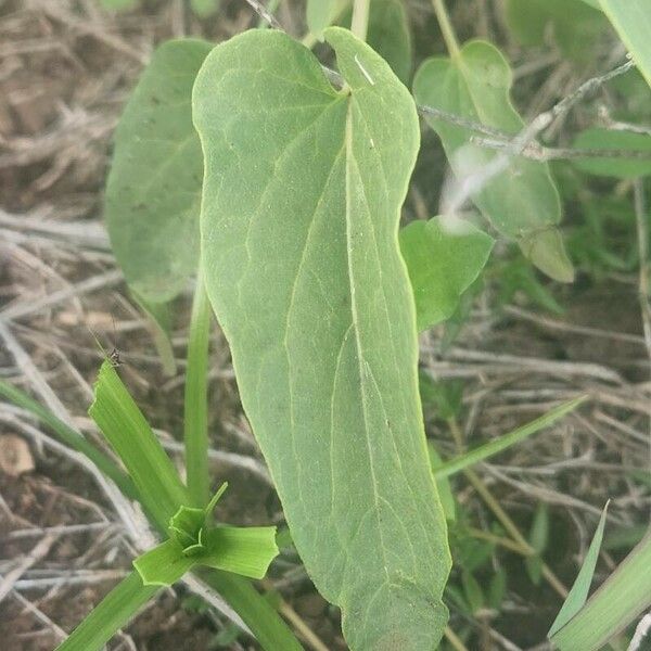 Cynanchum Somaliense Care Guide: Water, Soil & Propagation - Plantiary