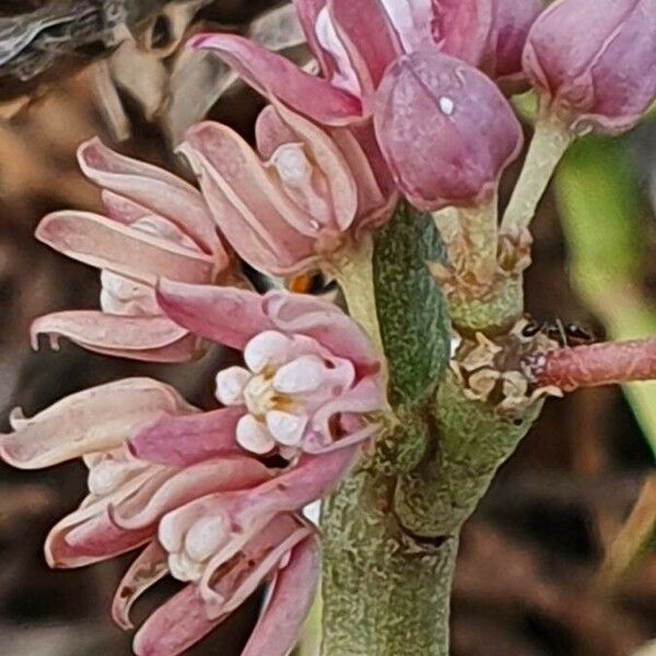 Cynanchum Vanlessenii Care Guide: Water, Soil & Propagation - Plantiary