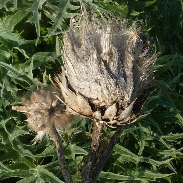 Cynara Baetica Care Guide: Water, Soil & Propagation - Plantiary
