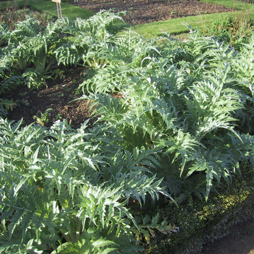 Arctic Lupine (Lupinus Arcticus) Plant Care & How to Grow, Water