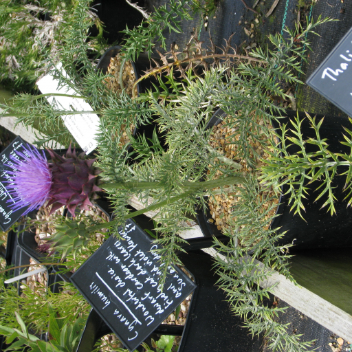 Cardoon Plant Care & How to Grow, Water