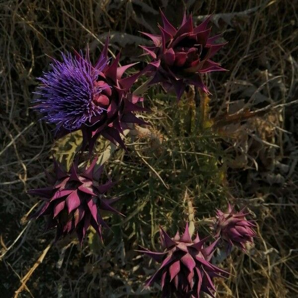 Syrian Plumed Thistle (Cynara Syriaca) Plant Care & How to Grow, Water